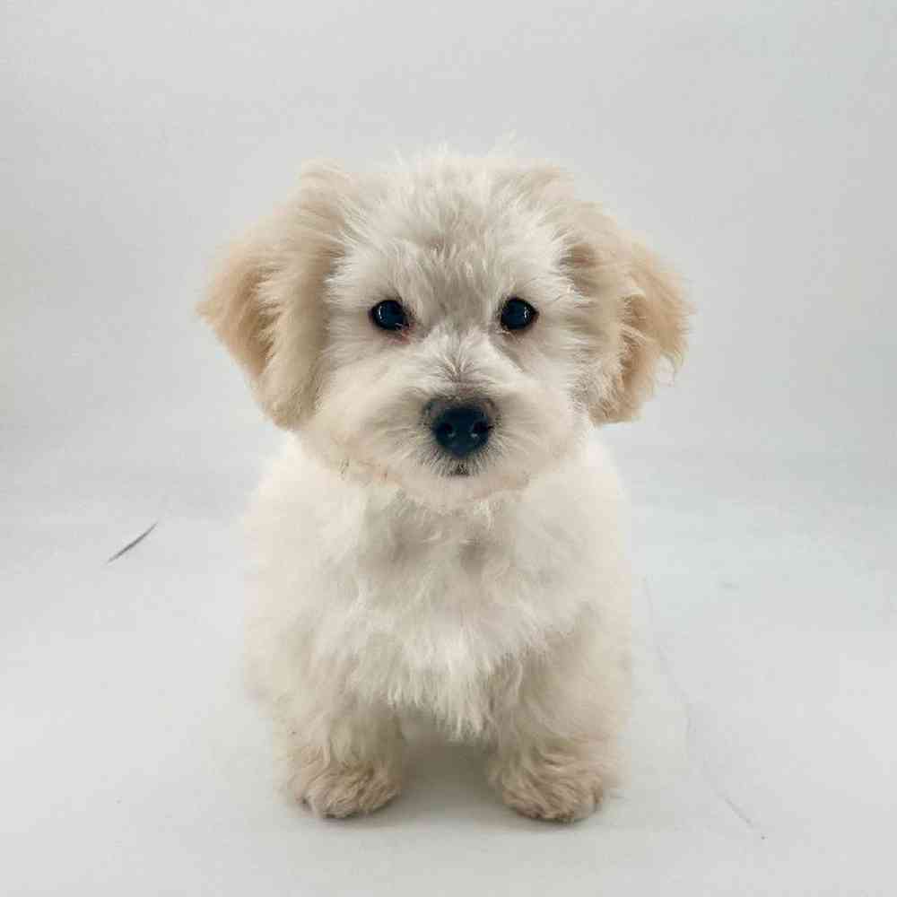 Male Lachon Puppies for Sale in Tolleson