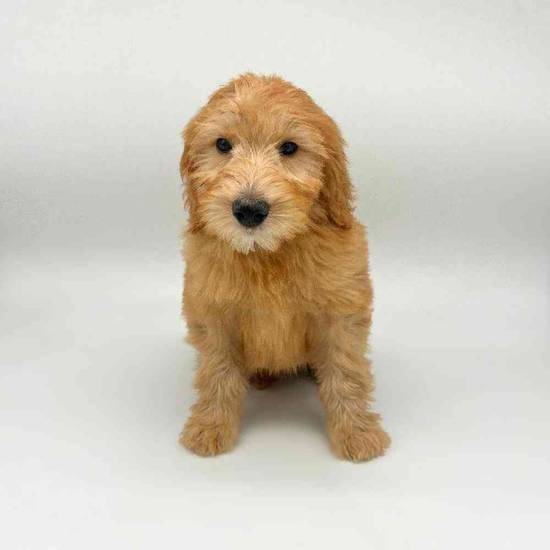 2nd Gen Mini Goldendoodle Puppies for Sale in Tolleson, Arizona