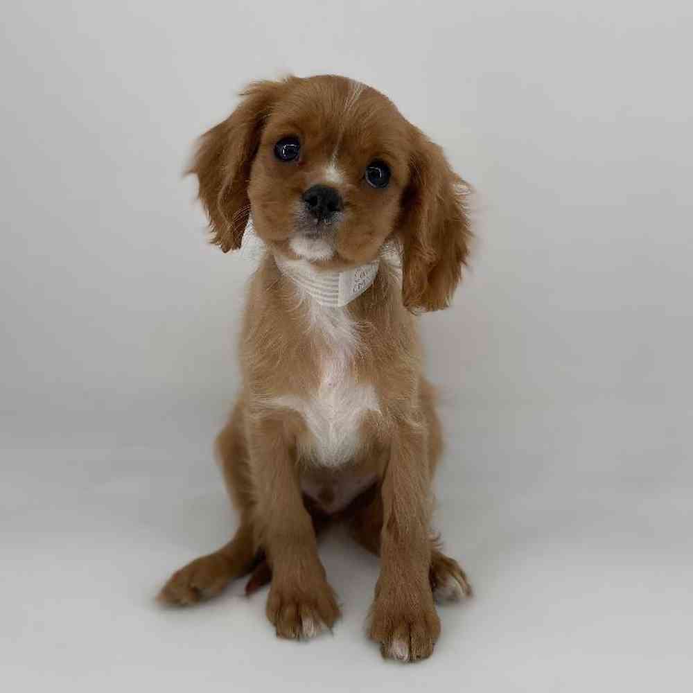 Information on Cavalier King Charles Spaniel-Pomeranian Puppies for ...