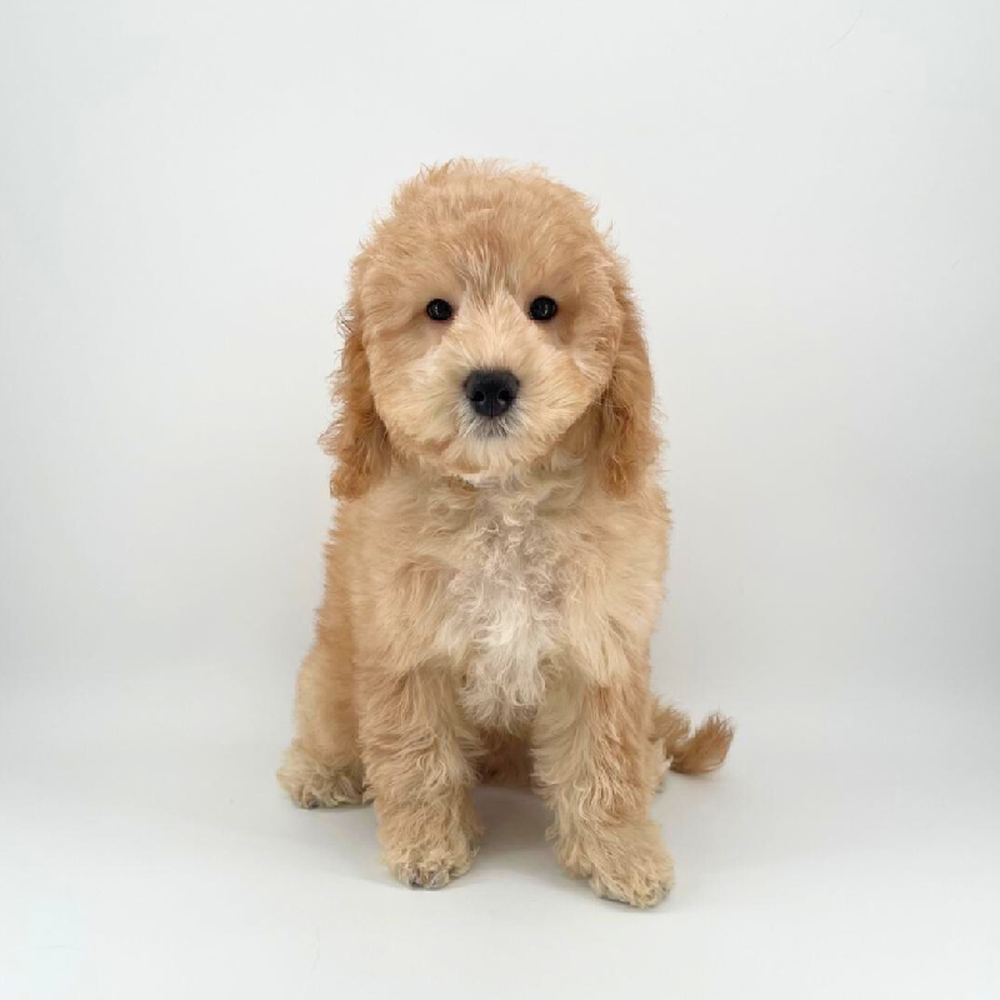 Information on 2nd Gen Mini Goldendoodle Puppies for Sale in Arizona