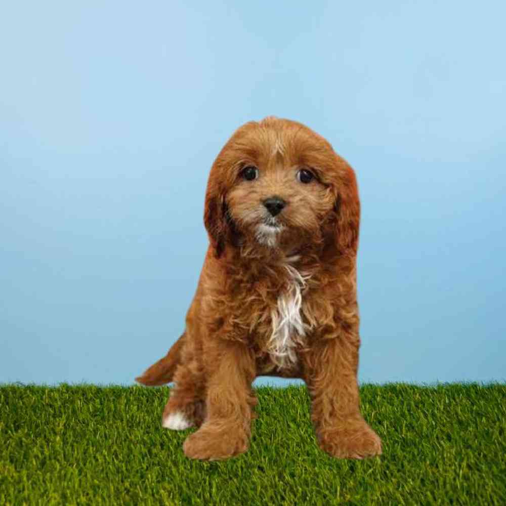 Female Cavapoo Puppies for Sale in Meridian