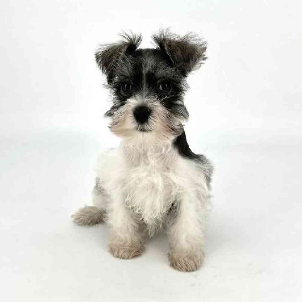 Female Mini Schnauzer Puppies for Sale in Tolleson