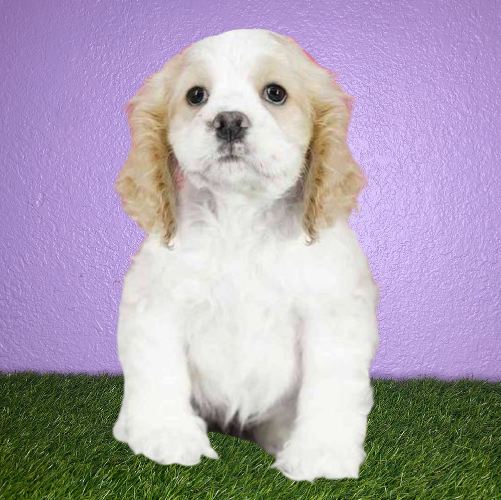 Female Cocker Spaniel Puppies