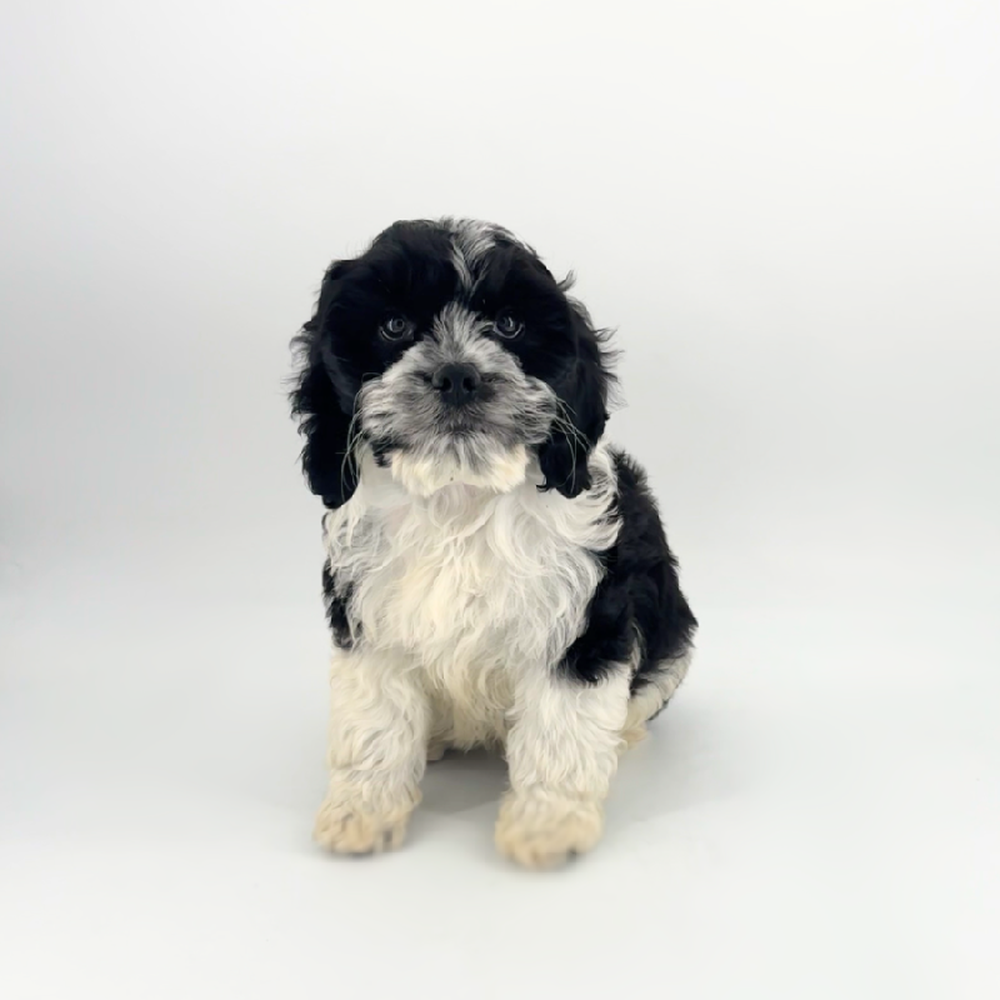 Information on 2nd Gen Mini Goldendoodle Puppies for Sale in Arizona