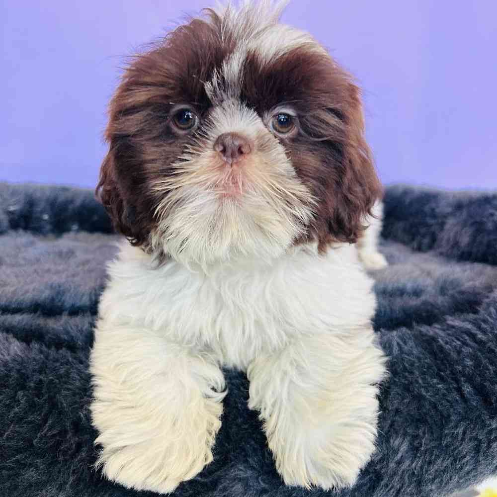Information on Shiranian Puppies for Sale in Arizona
