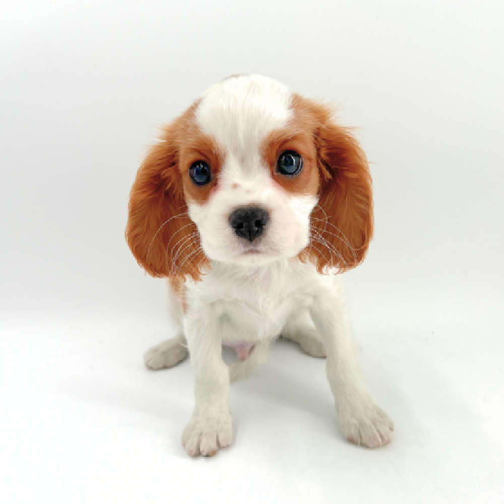 Information on Cavalier King Charles Spaniel-Pomeranian Puppies for ...