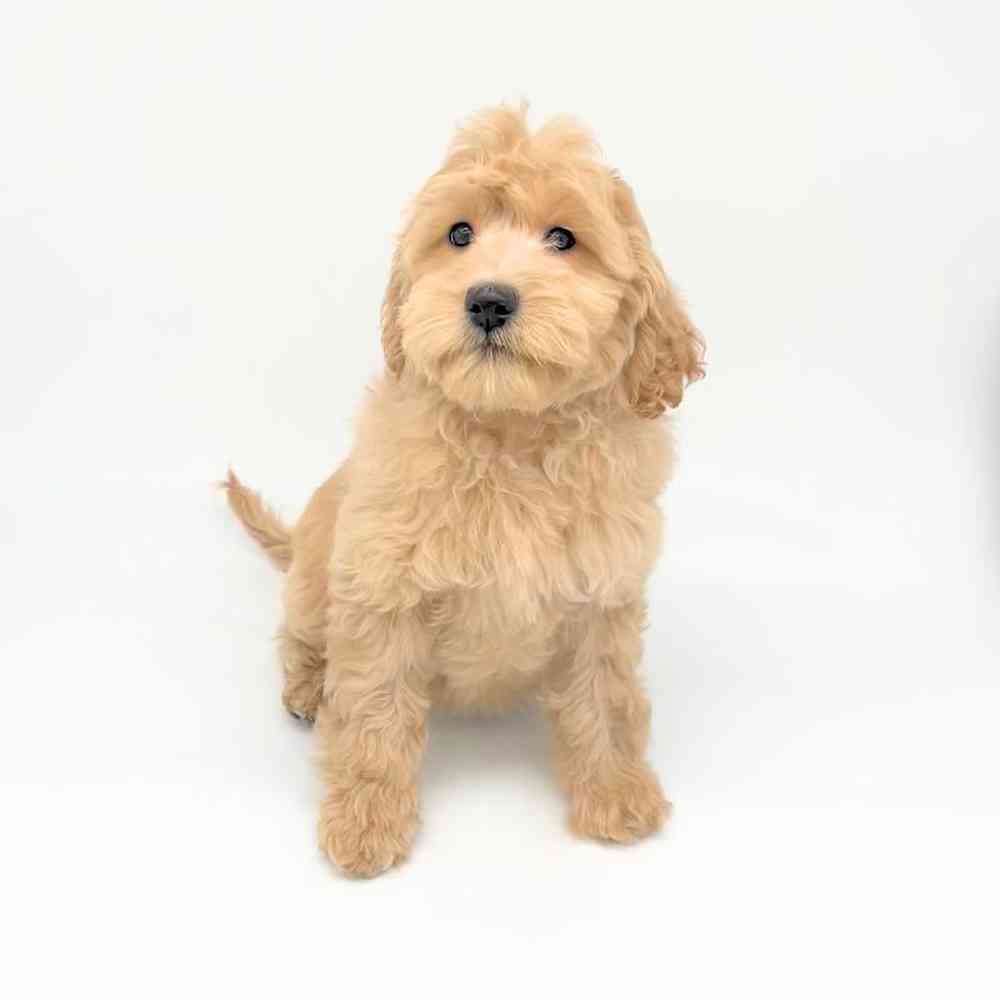 Information on 2nd Gen Mini Goldendoodle Puppies for Sale in Arizona