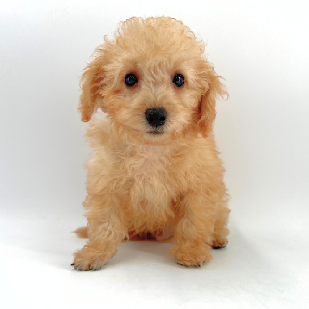 Information on Havapoo Puppies for Sale in Arizona