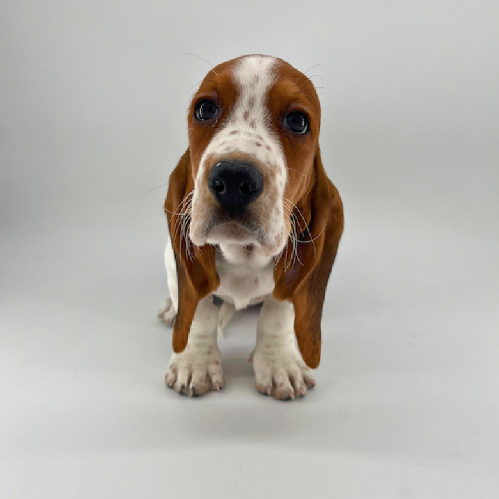 Female Basset Hound Puppies for Sale in Chandler