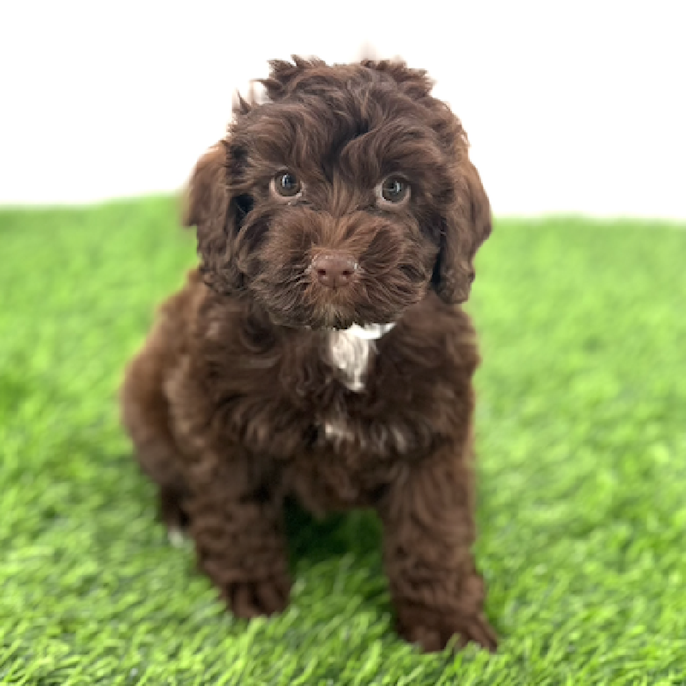 Male 2nd Gen Cockapoo Puppies for Sale in Puyallup