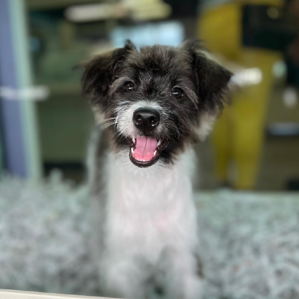 Puppy Match Questionnaire | Puppyland Arizona