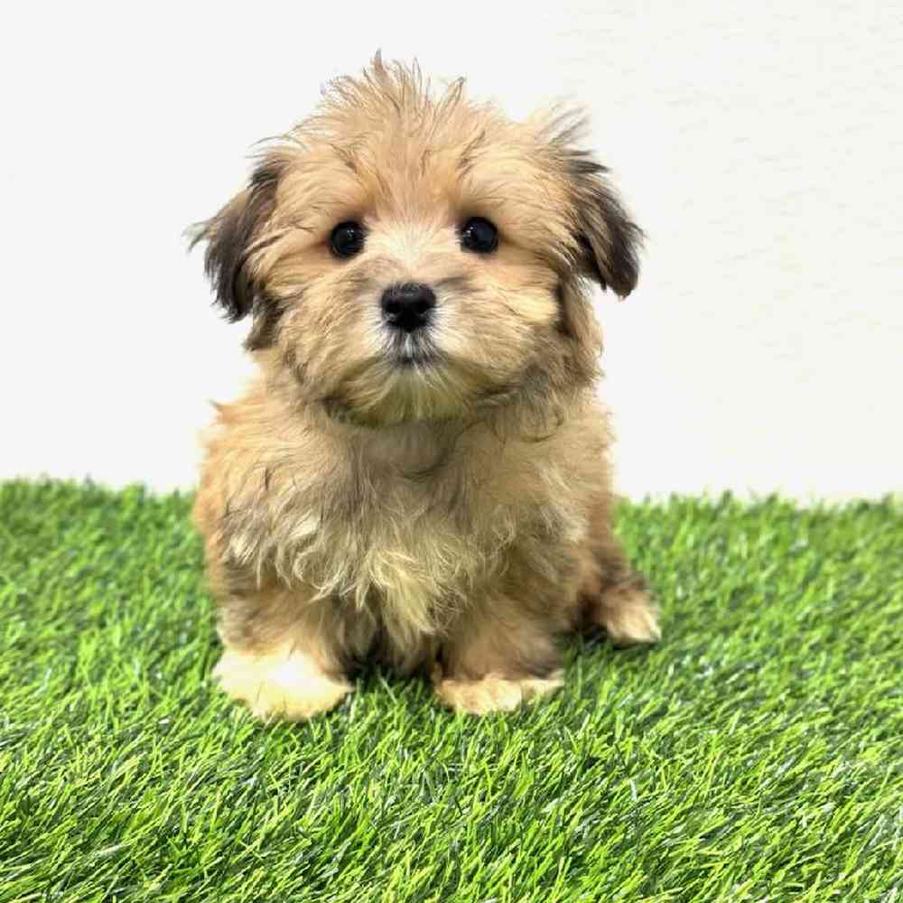 Male Morkie Puppies for Sale in Puyallup
