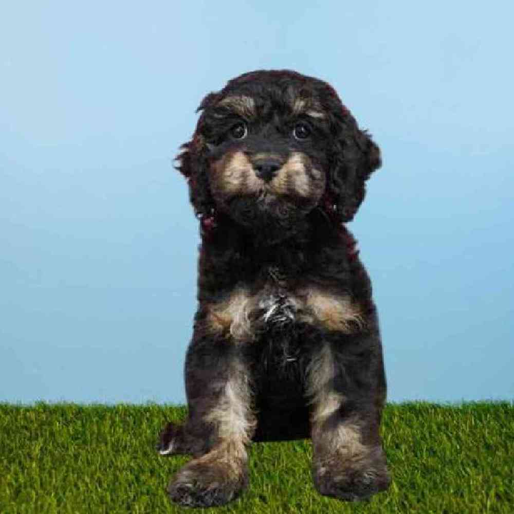 Information on Yorkie-Poo Puppies for Sale in Arizona