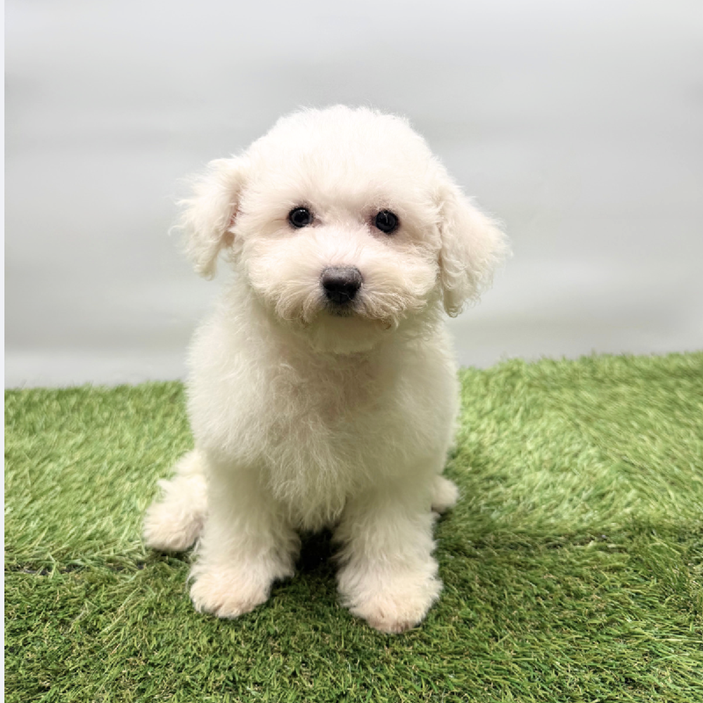 Female Bichon Puppies for Sale in Tolleson