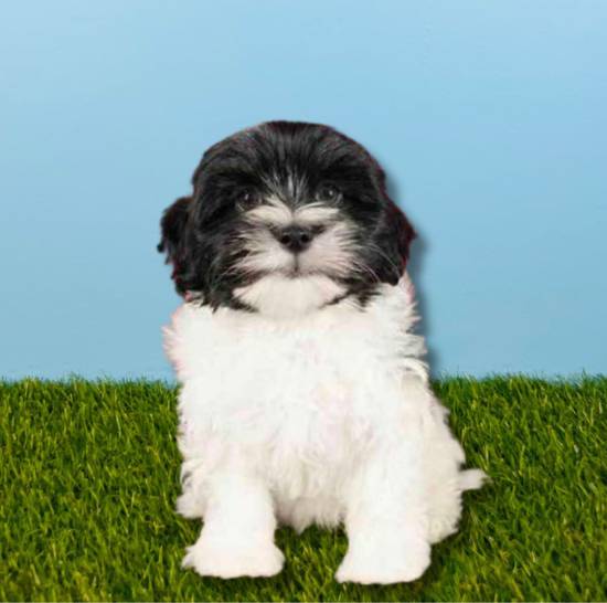 Available Puppies For Sale | Puppyland Arizona