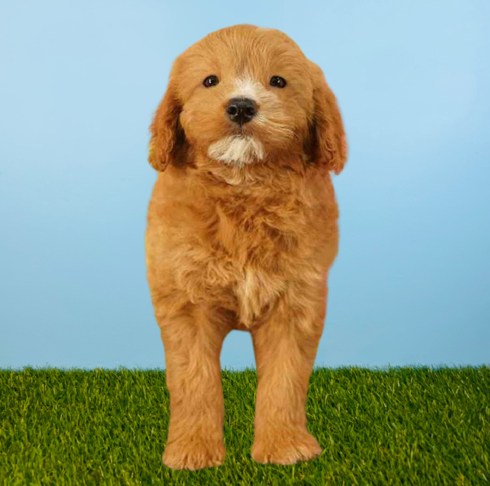 Male 2nd Gen Mini Goldendoodle Puppies for Sale in Tolleson